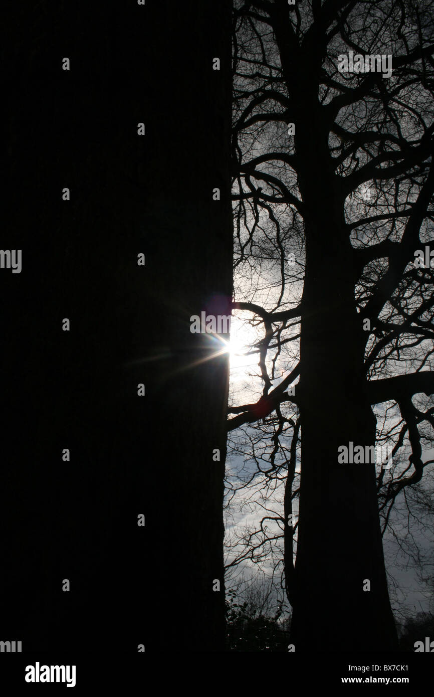 Trees at dusk Stock Photo - Alamy