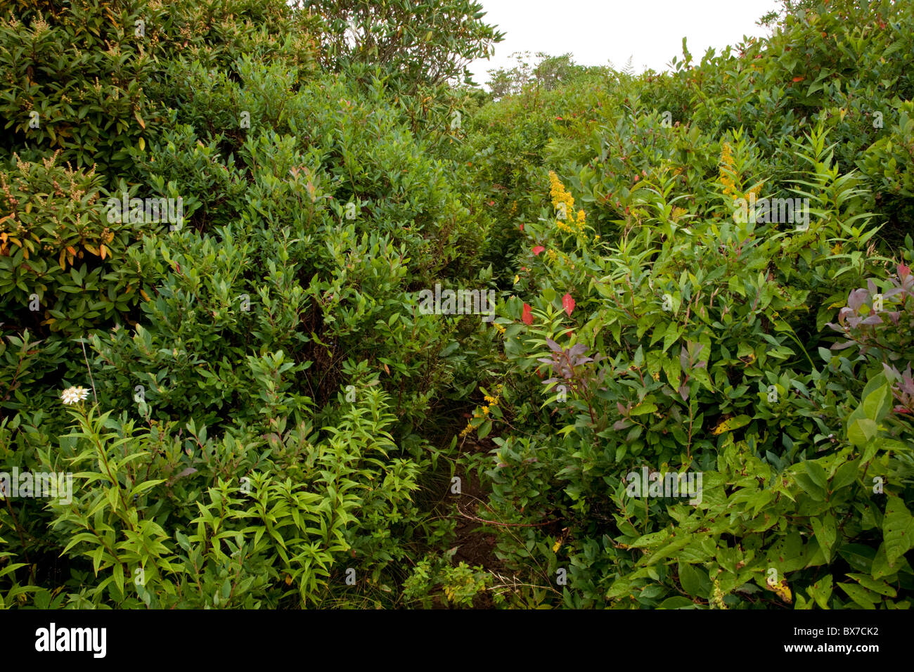 Autumn Wildflowers, Shinning Rock Wilderness Area, Pisgah Nat. Forest ...