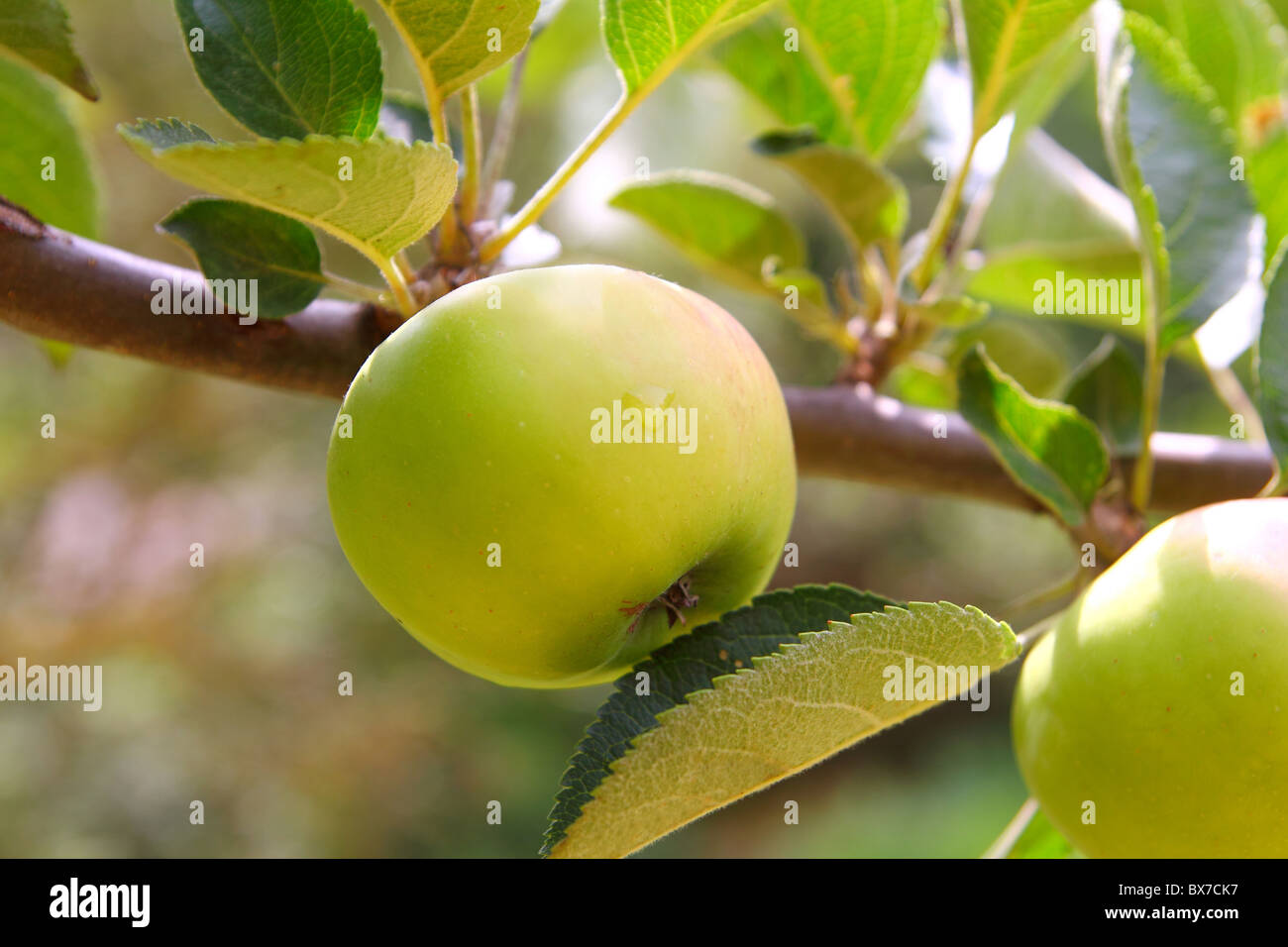 Apple green fruit tree branch with leaves Stock Photo - Alamy