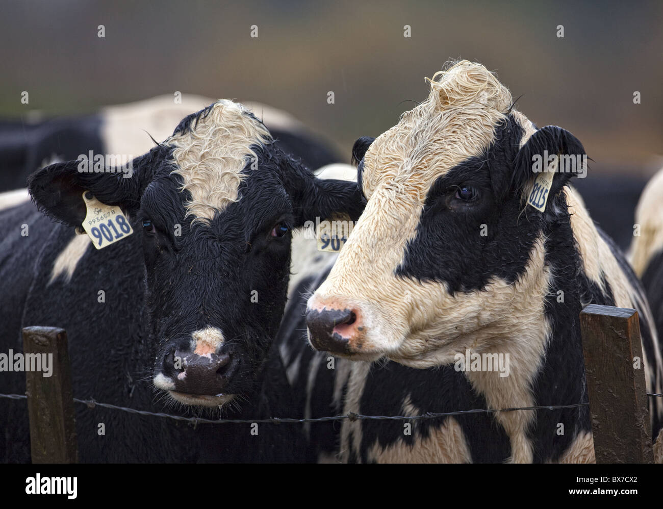 Cows on a rainy day Stock Photo - Alamy