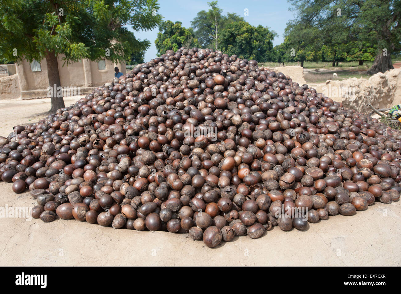A pile of shea nuts on top of a mud oven being roasted. Mali, West ...