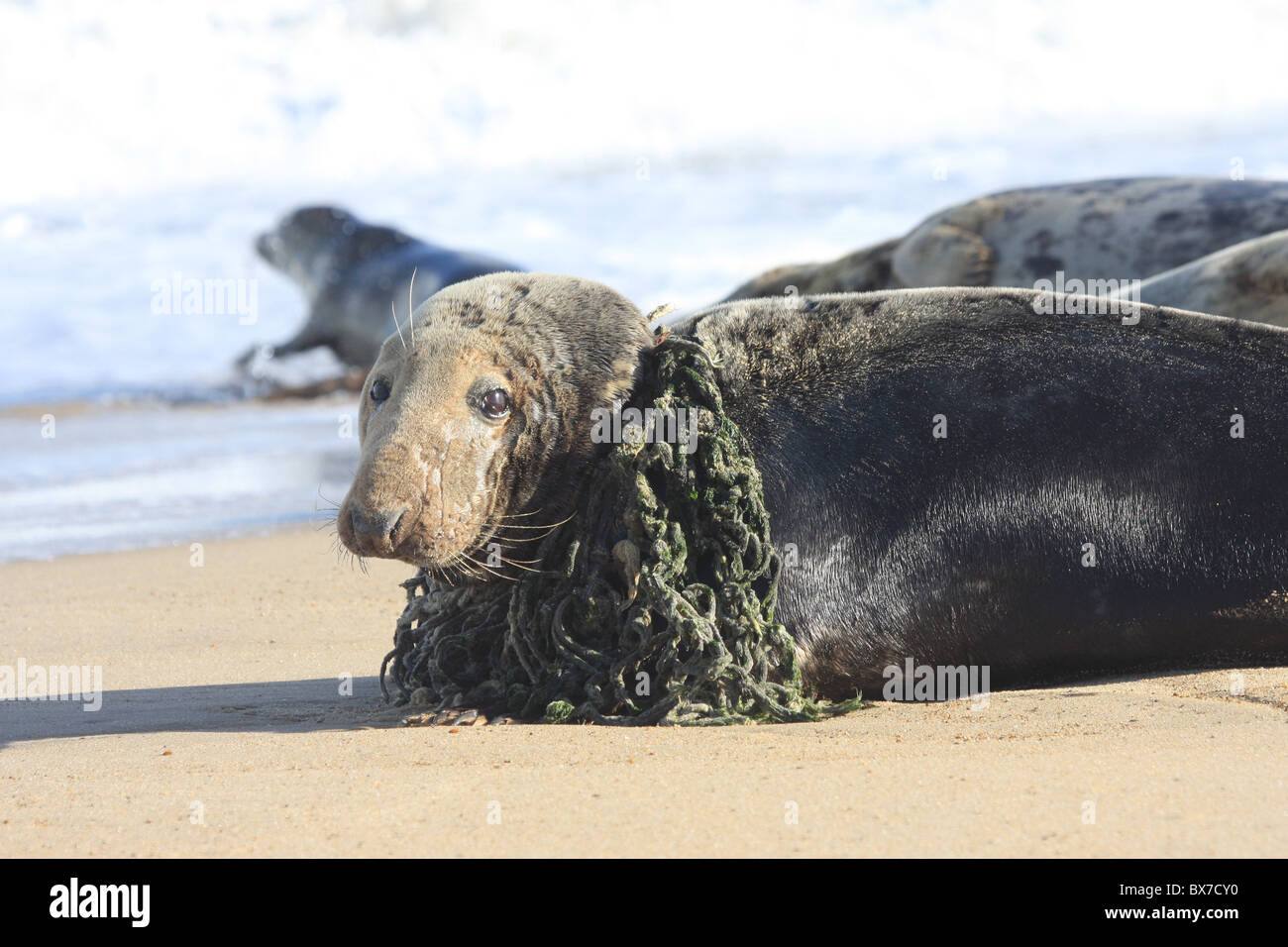 Seal net neck hi-res stock photography and images - Alamy