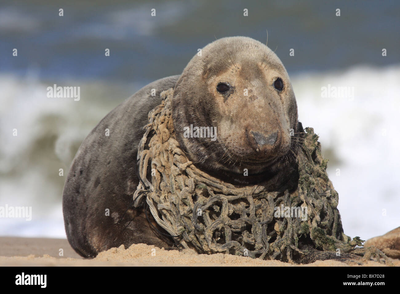 Seal caught with fishing net around neck Stock Photo - Alamy