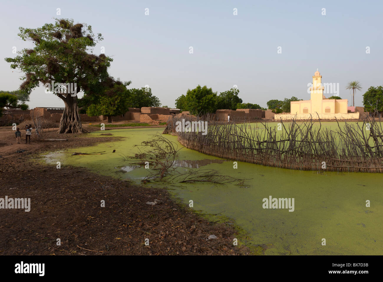Yellow coloured, modern shaped, mosque in front of a duckweed covered ...