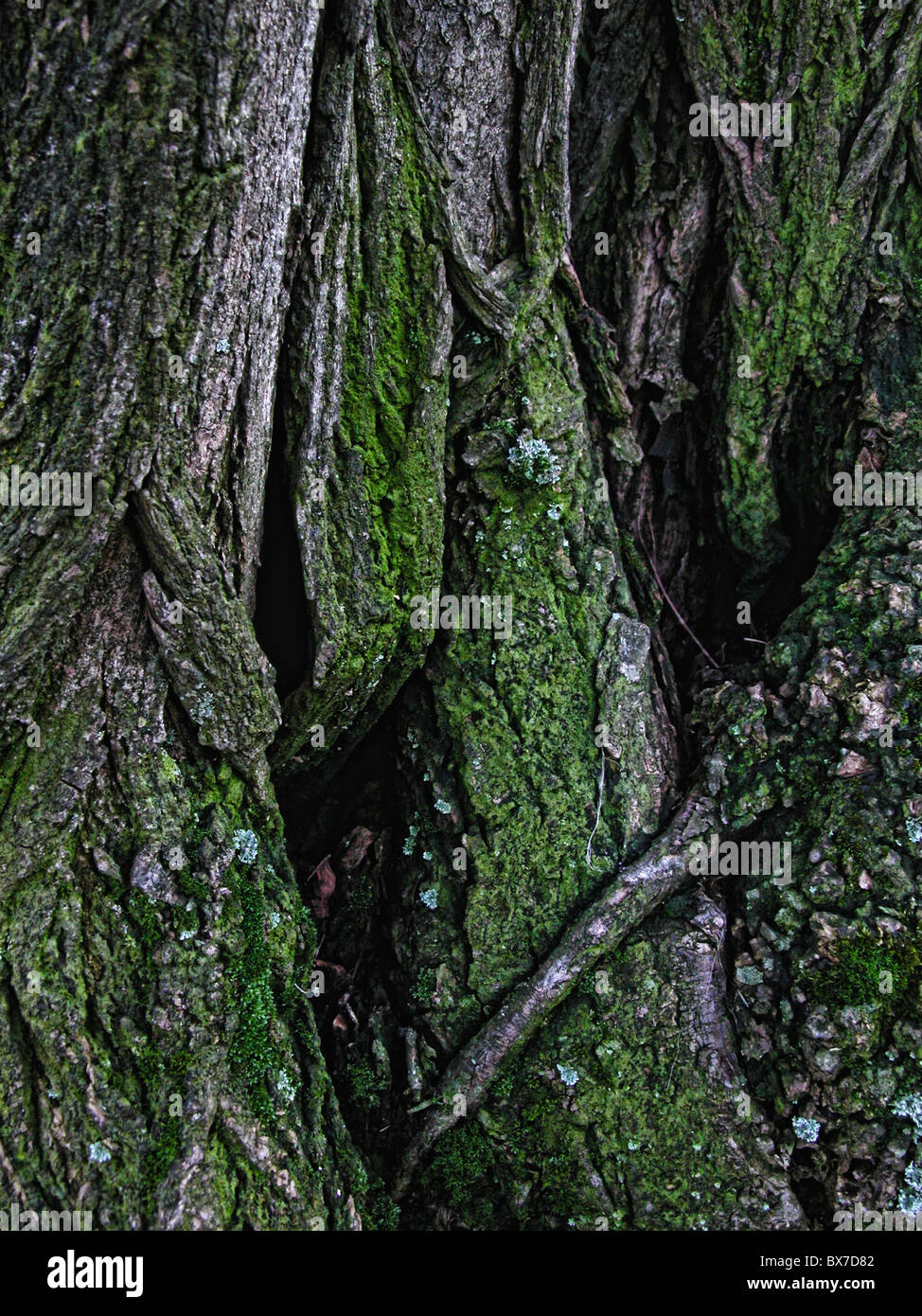 trunk details of a tree isolated Stock Photo - Alamy