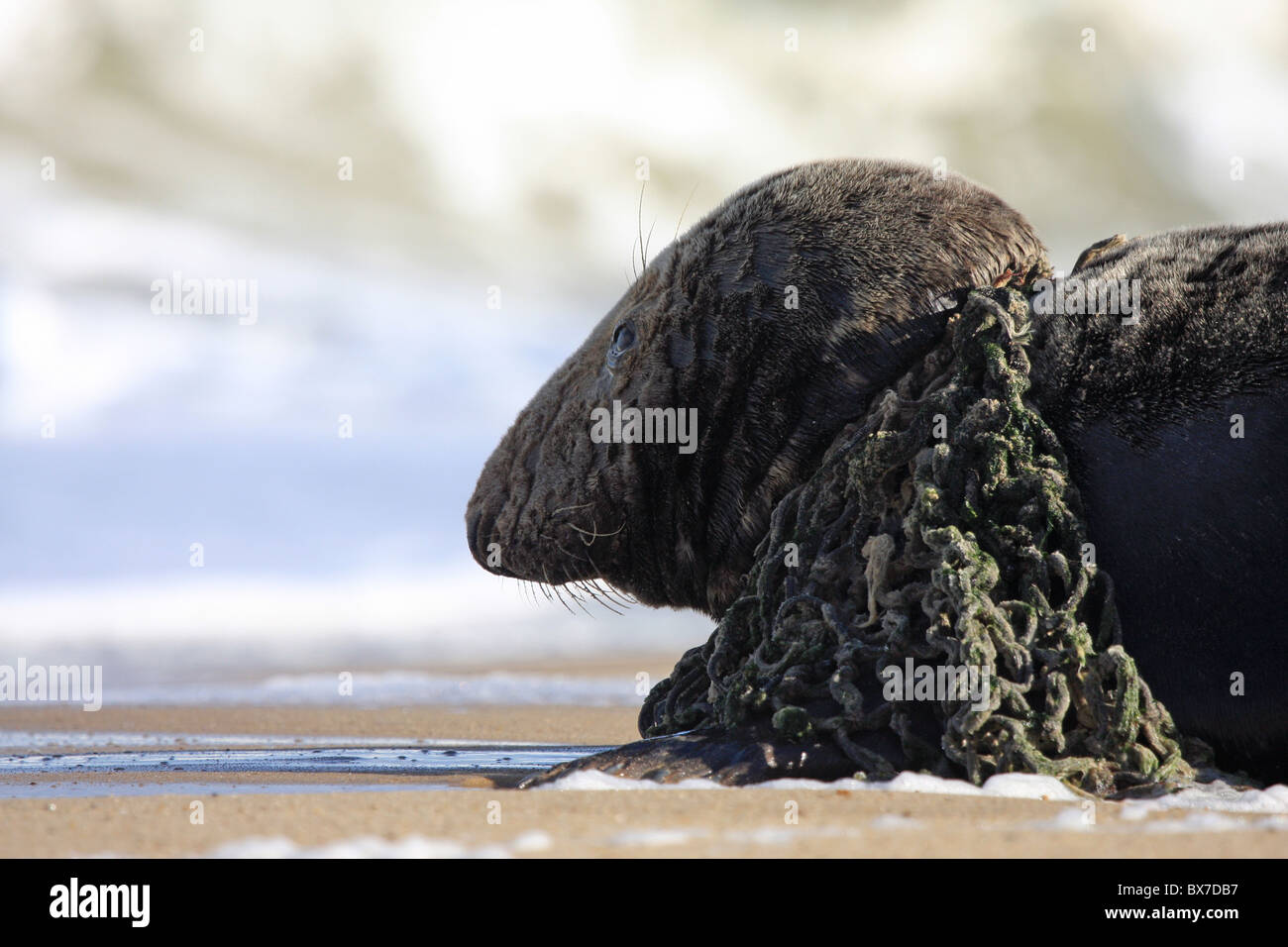 Seal caught with fishing net around neck Stock Photo - Alamy