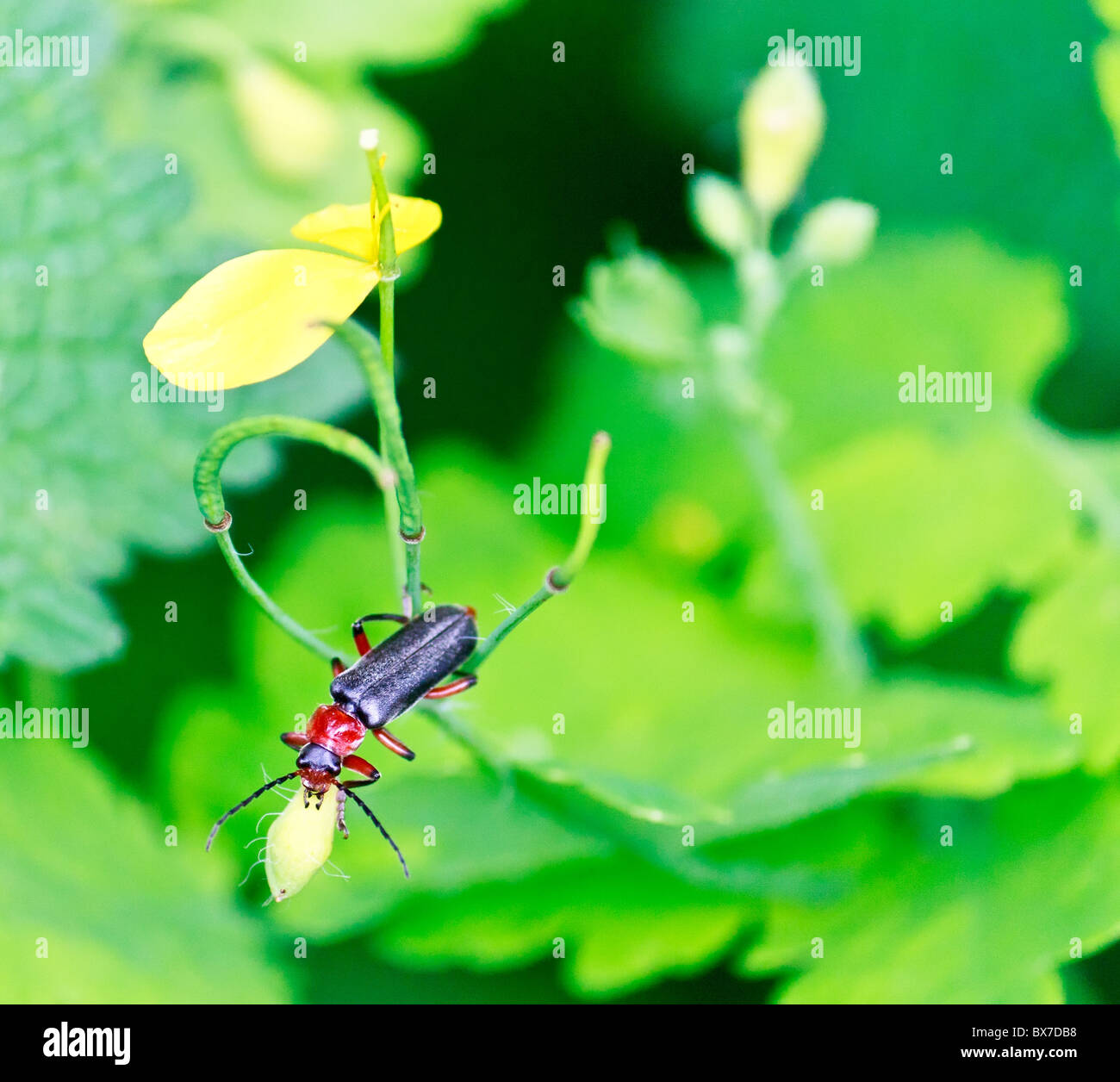Cerambycidae hi-res stock photography and images - Alamy