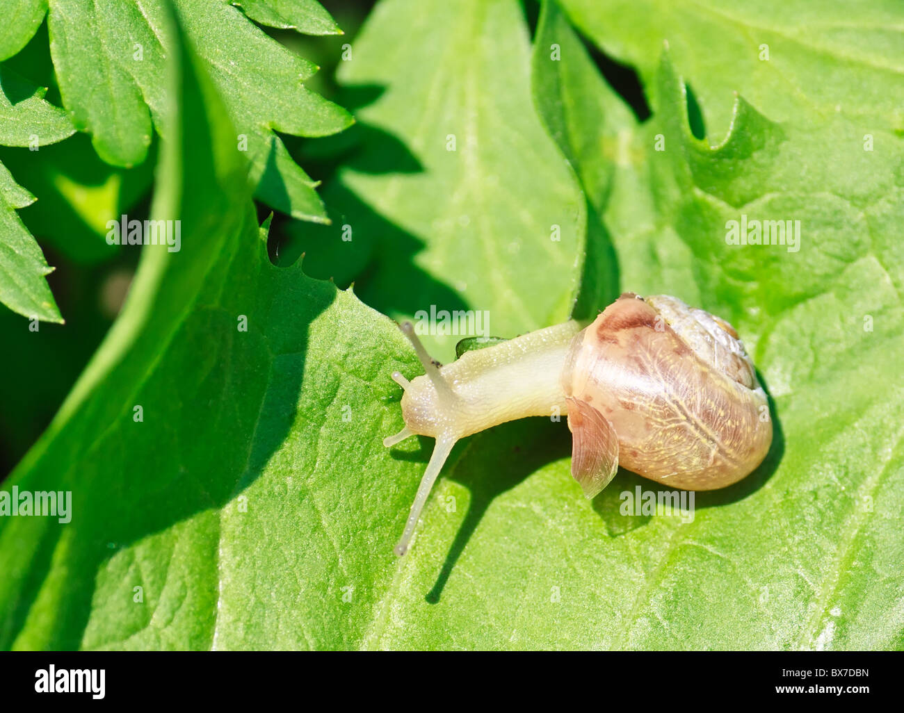 Snail in a leaf hi-res stock photography and images - Alamy