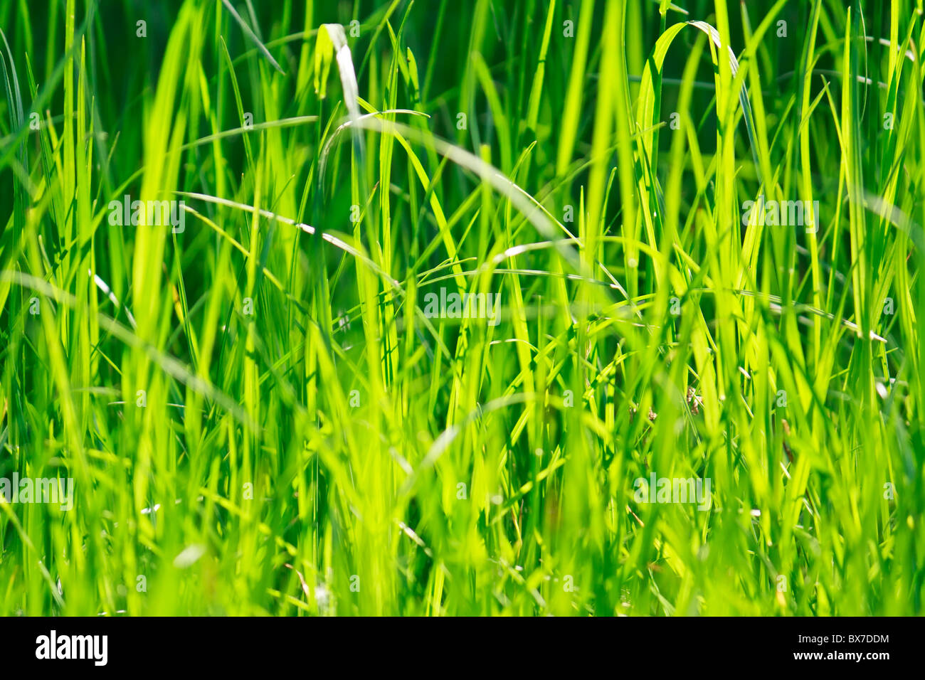 Green grass in spring for floral background Stock Photo - Alamy