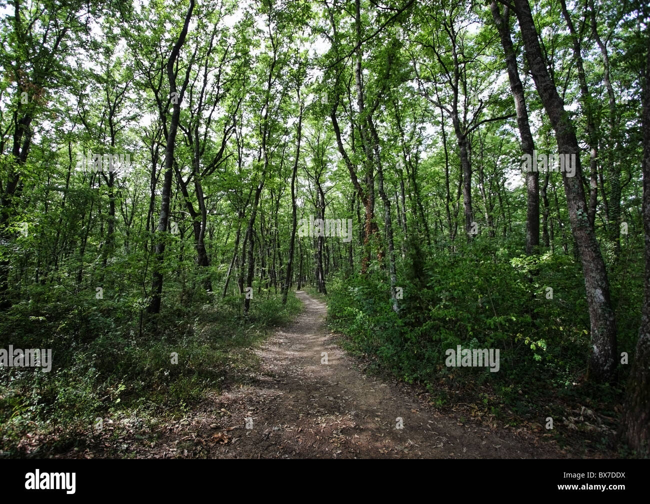path in the forest tree Stock Photo - Alamy