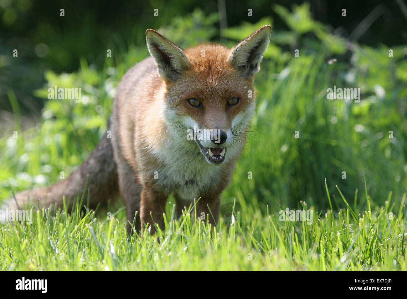 British fox hi-res stock photography and images - Alamy