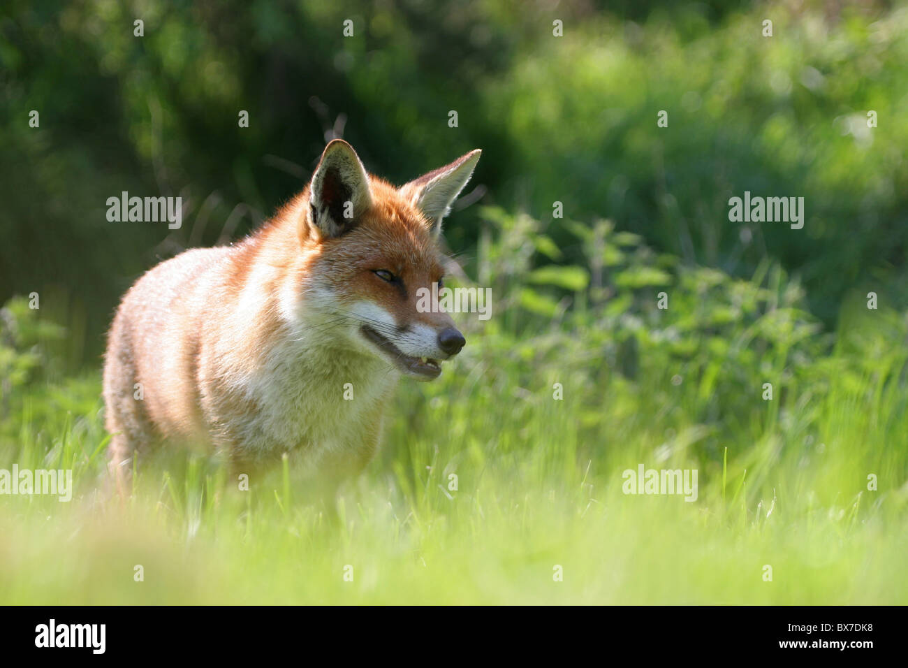 British fox hi-res stock photography and images - Alamy