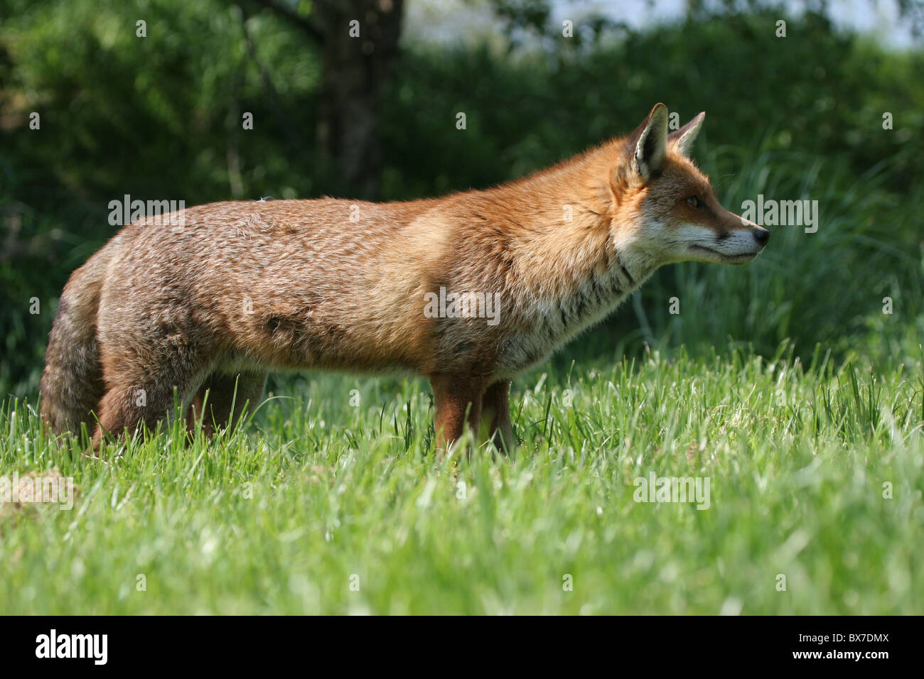 British fox hi-res stock photography and images - Alamy