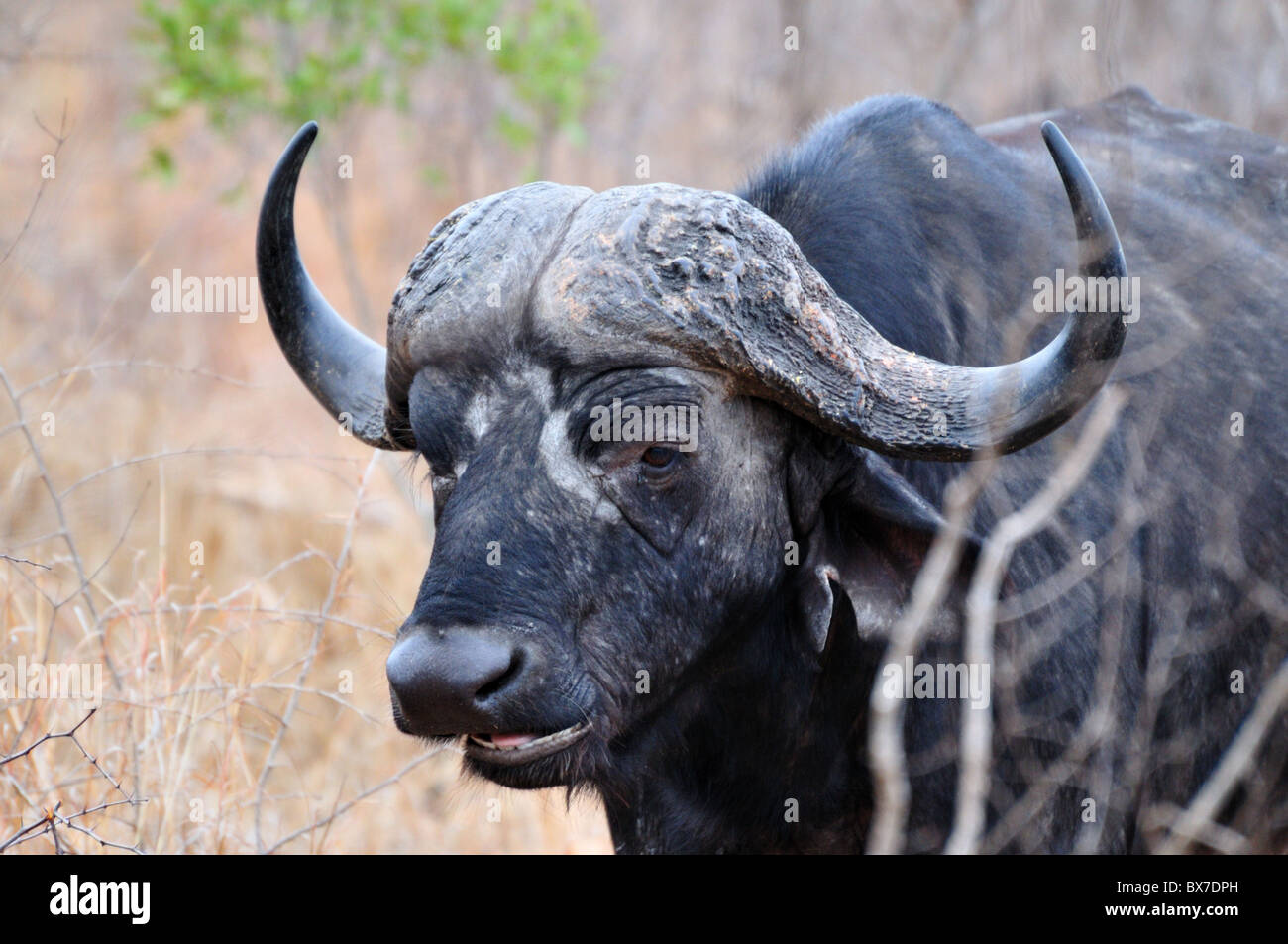 Cape buffalo male hi-res stock photography and images - Alamy