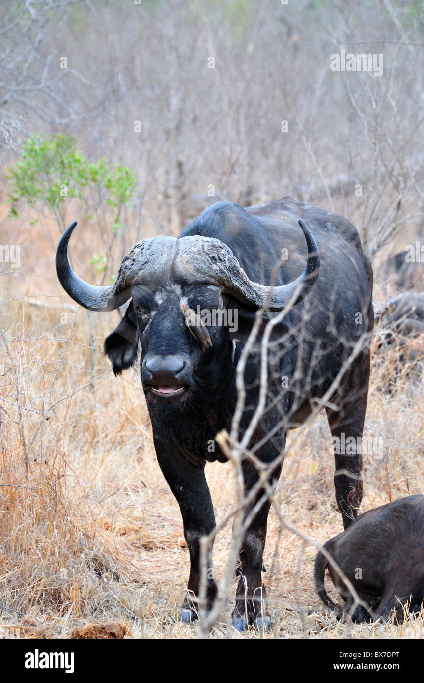 Cape buffalo male hi-res stock photography and images - Alamy