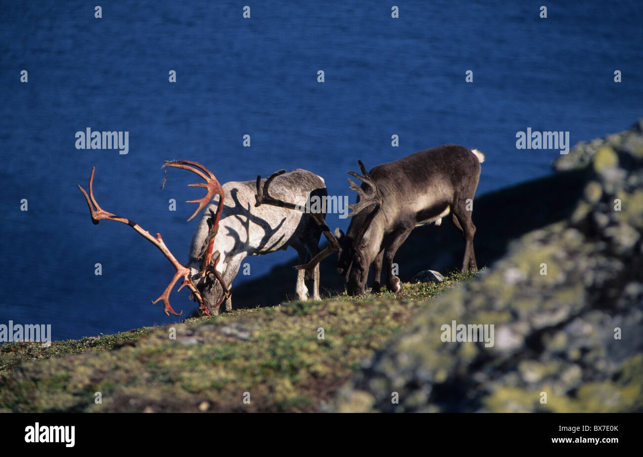 Wild Reindeer, mountains, blue water, autumn Stock Photo - Alamy