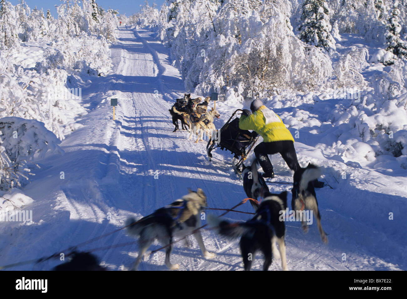 Dog sleigh, heavy snow, trees, blue skies Stock Photo - Alamy