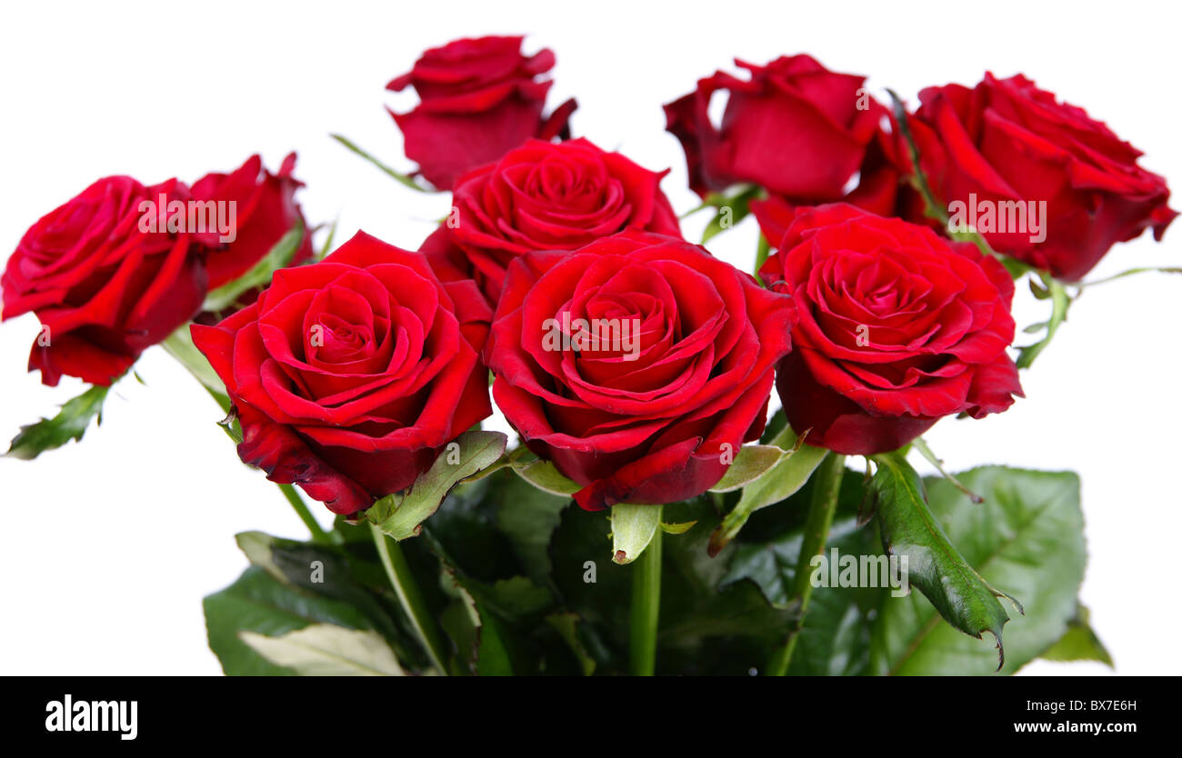 Fresh rose bouquet hi-res stock photography and images - Alamy