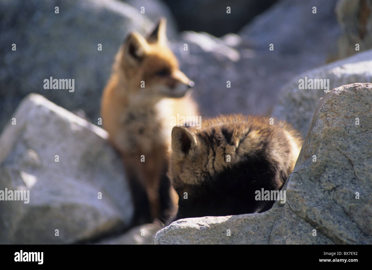 Red fox cross fox color hi-res stock photography and images - Alamy
