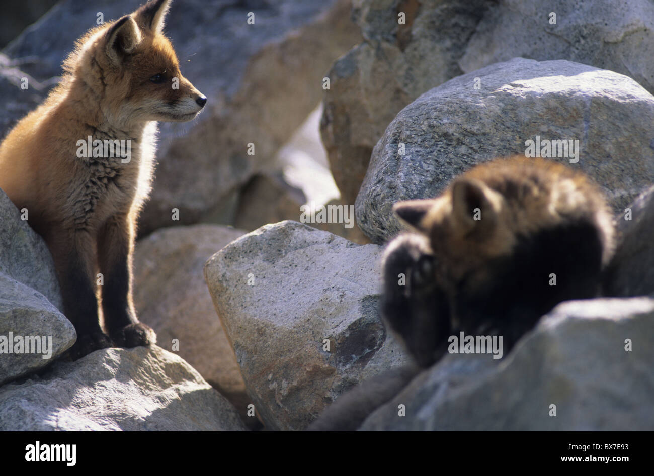 Red fox and cross fox Stock Photo - Alamy