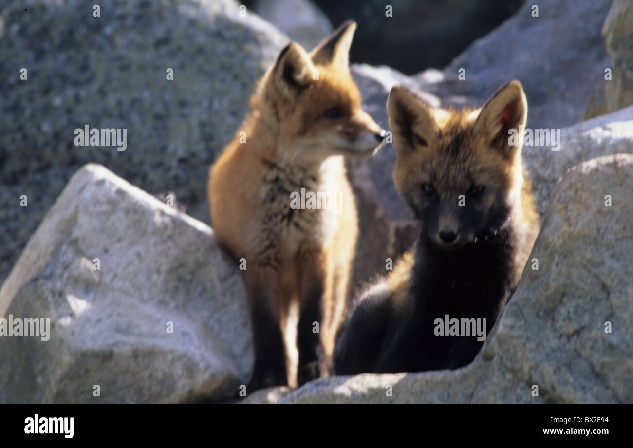 Red fox and cross fox Stock Photo - Alamy