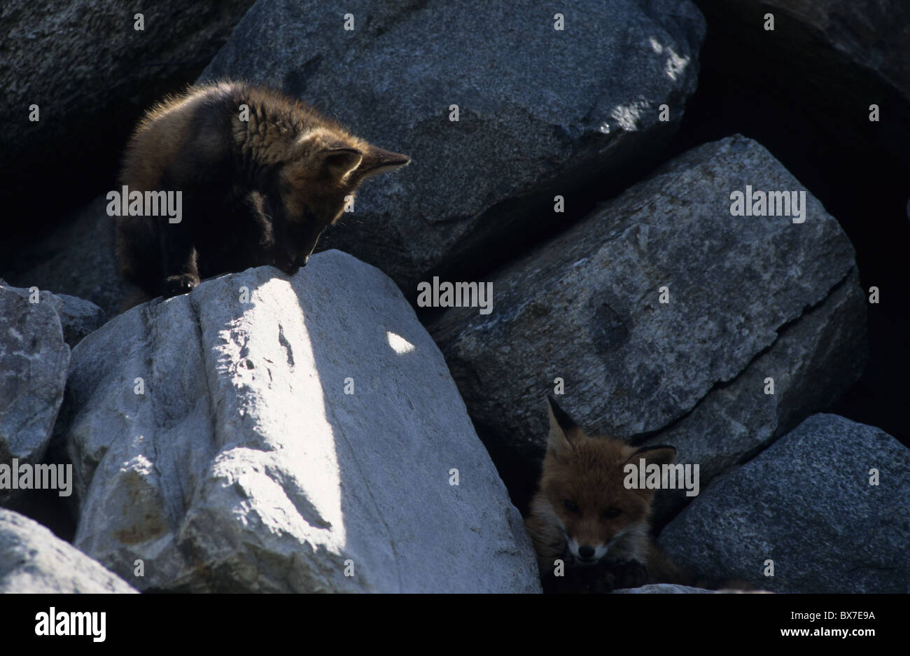 Red fox cross fox color hi-res stock photography and images - Alamy