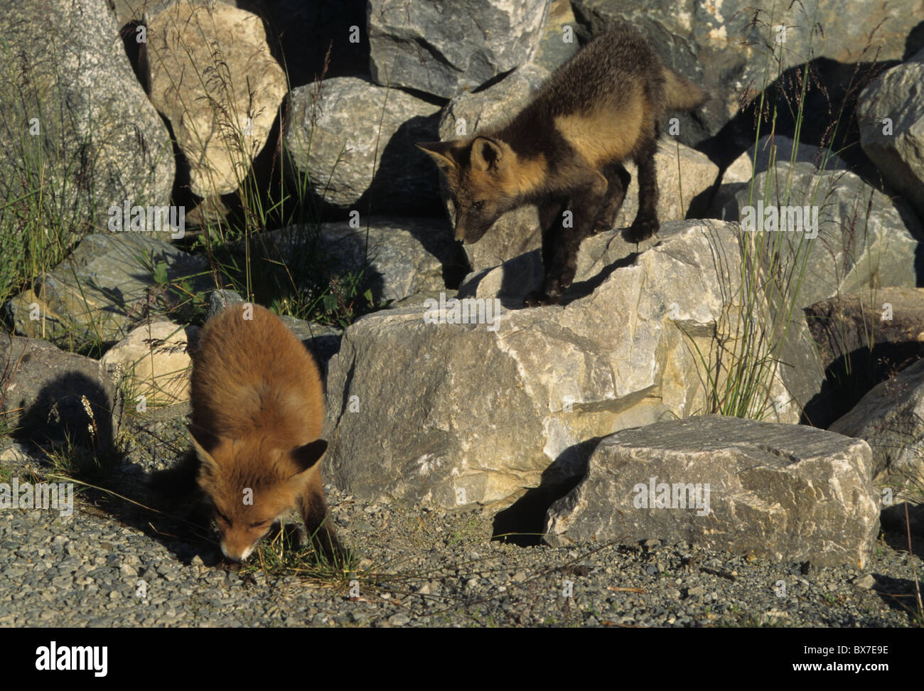 Red fox, cross fox, rocky hill Stock Photo - Alamy