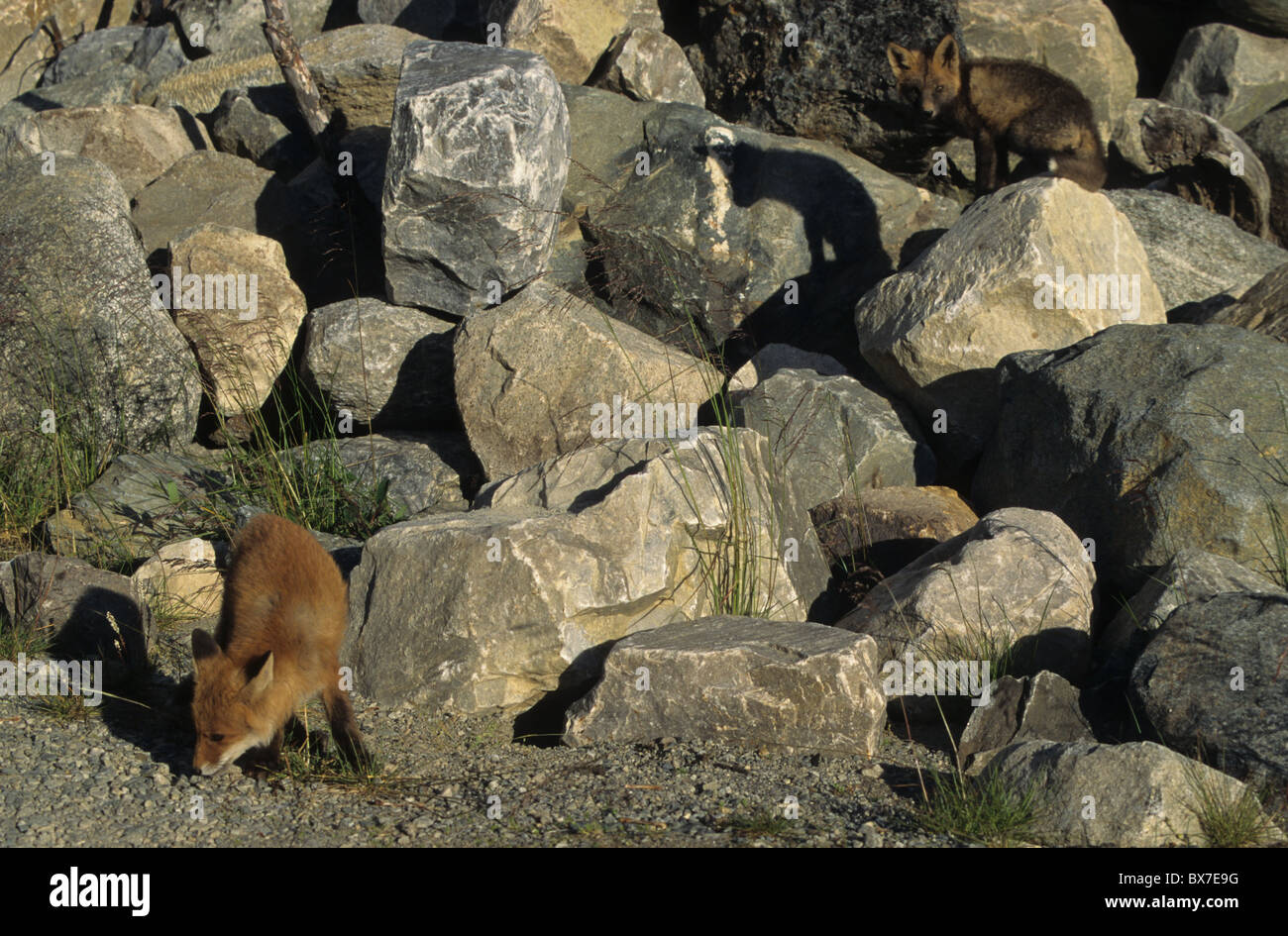 Red fox and cross fox Stock Photo - Alamy