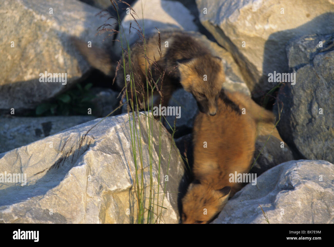 Red fox and cross fox in a fight Stock Photo - Alamy