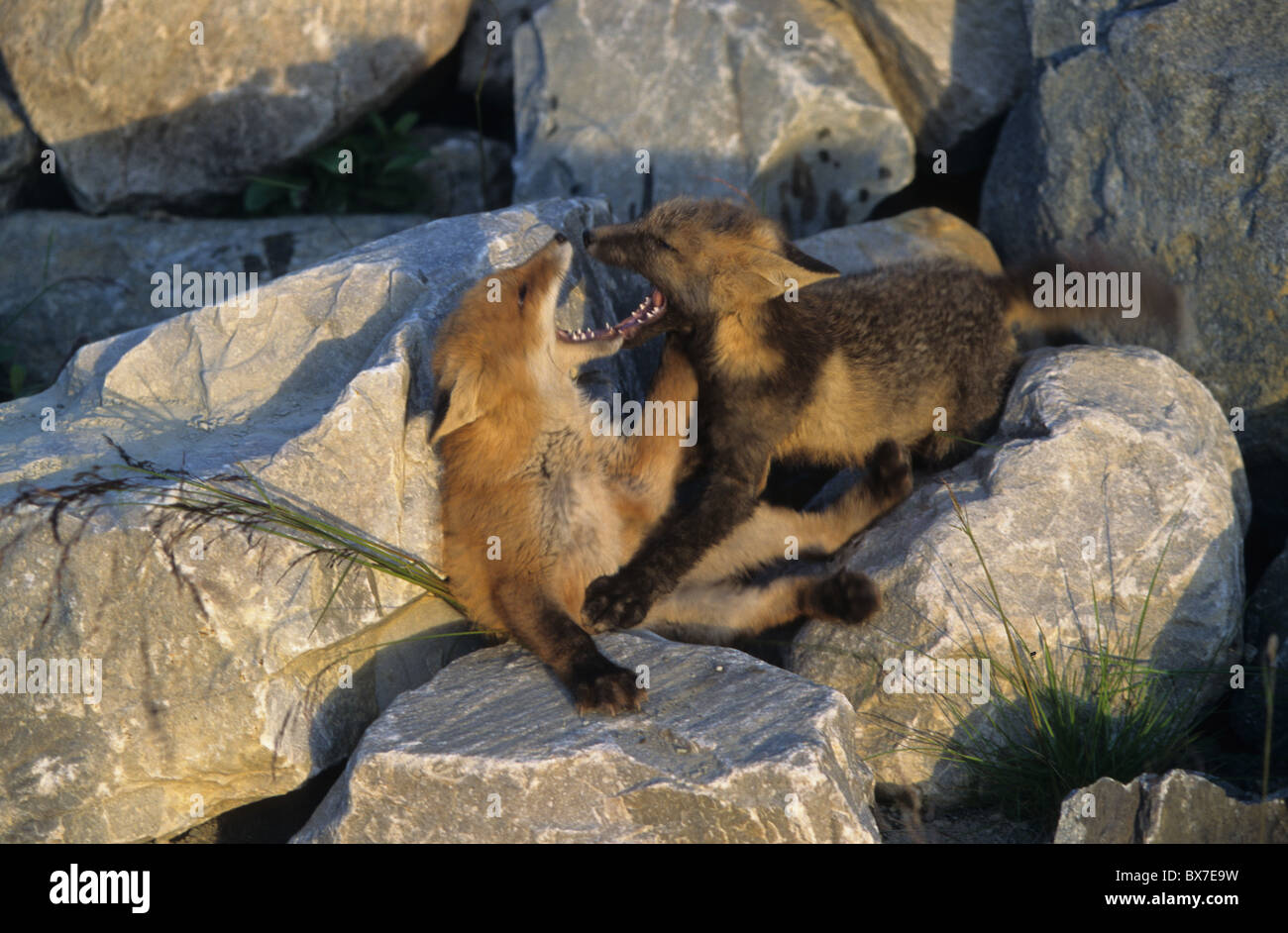 Red fox and cross fox in a fight Stock Photo - Alamy