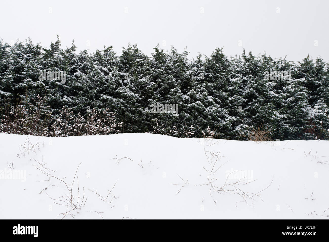 Snow Covered Countryside, Rainham, Kent, South East, England, UK Stock ...