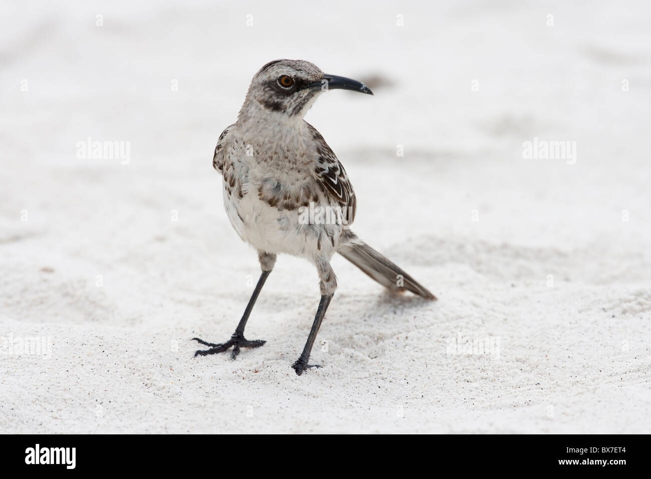 Española Mockingbird (Mimus macdonaldi), also known as the Hood ...