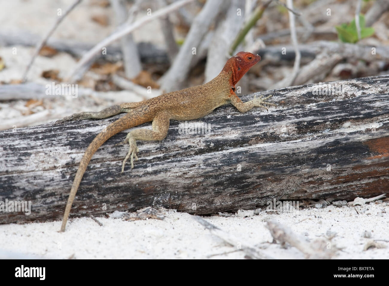 Espanola Lava Lizard (Microlophus delanonis), male resting on drift ...