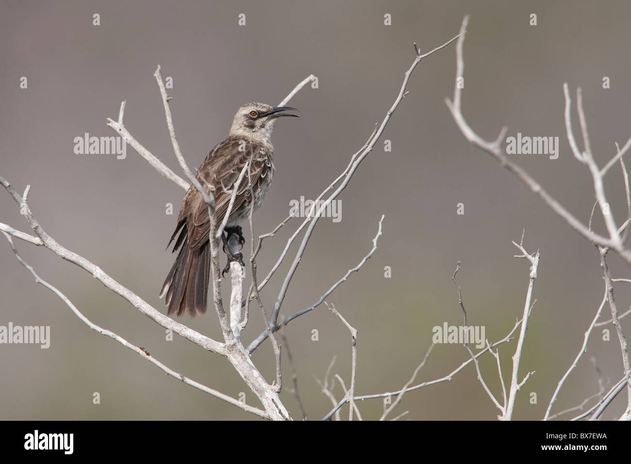 Española Mockingbird (Mimus macdonaldi), also known as the Hood ...