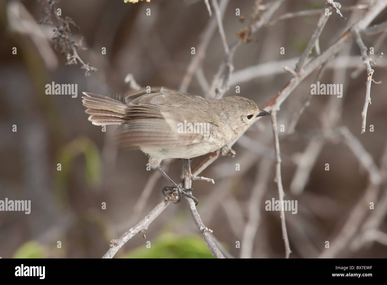 Gray Warbler-Finch (Certhidea fusca cinerascens) foraging on Espanola ...
