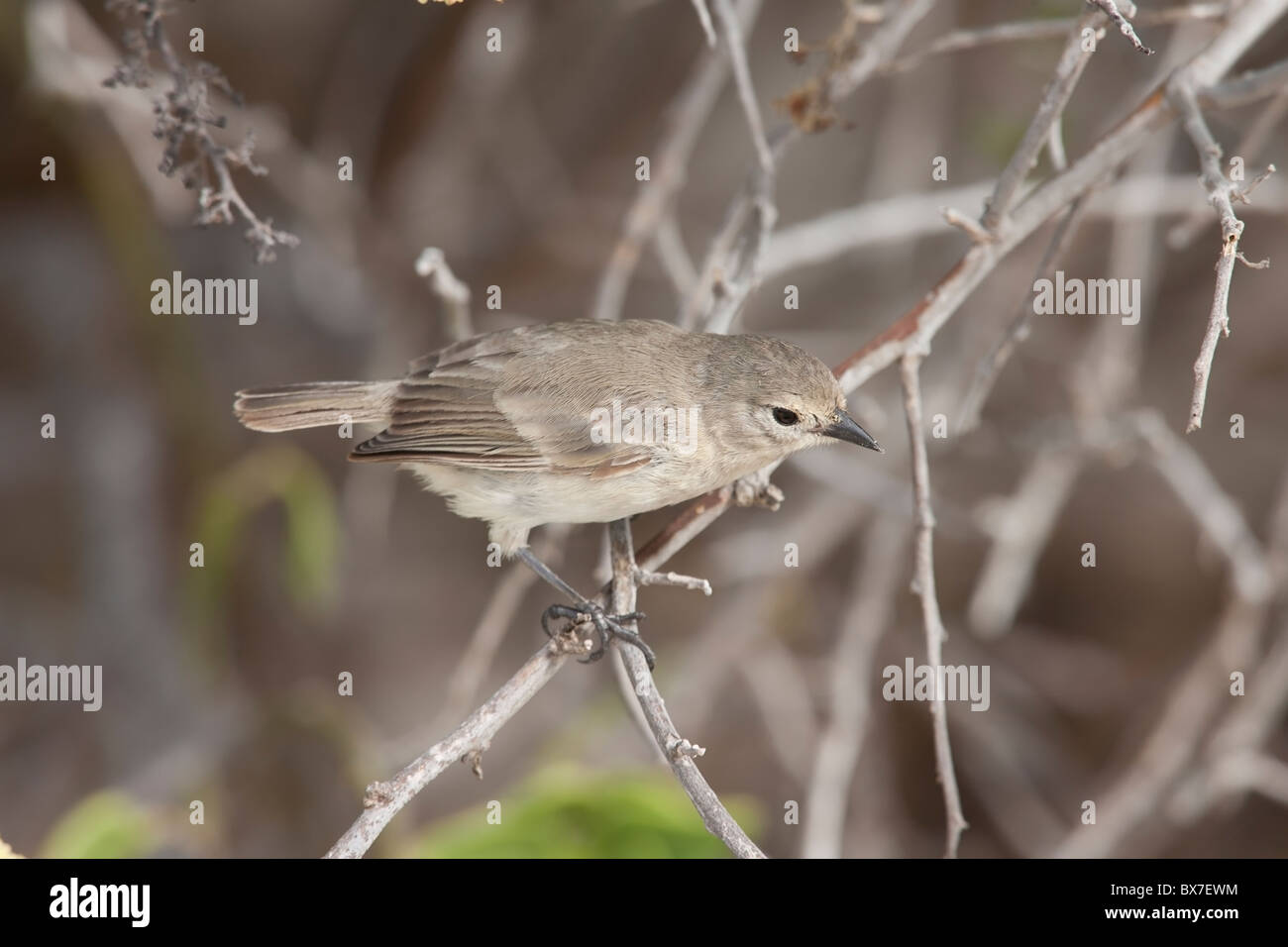Gray Warbler-Finch (Certhidea fusca cinerascens) foraging on Espanola ...