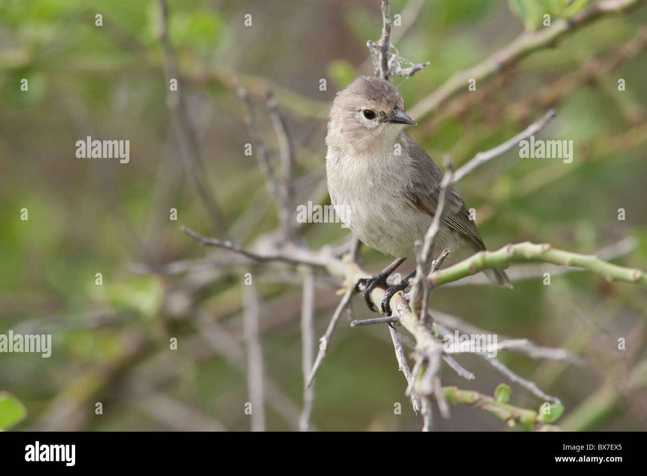 Gray Warbler-Finch (Certhidea fusca cinerascens) foraging on Espanola ...