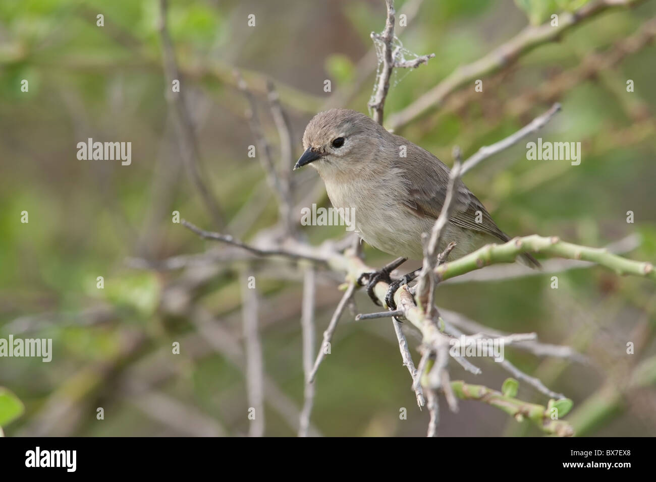 Gray Warbler-Finch (Certhidea fusca cinerascens) foraging on Espanola ...