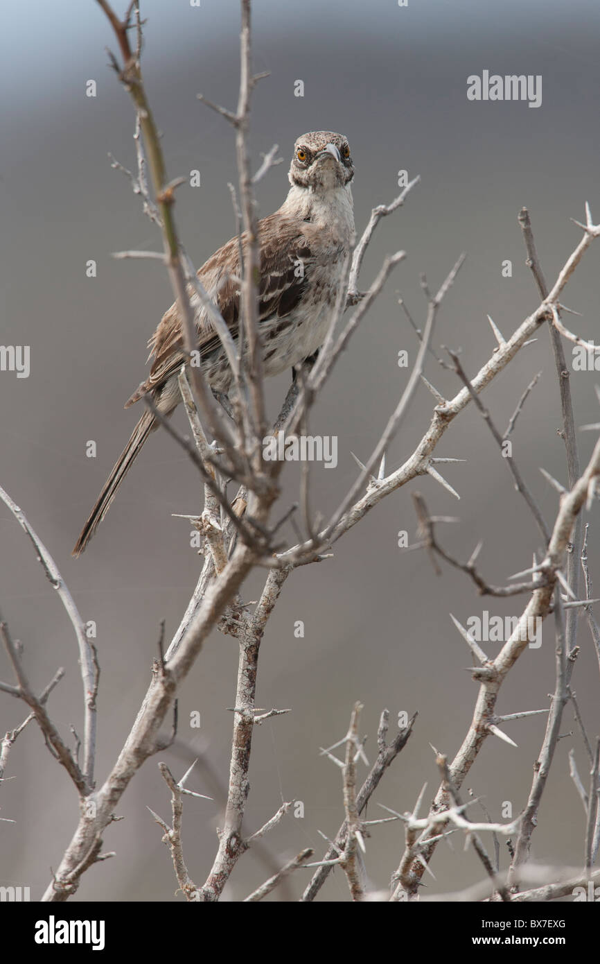 Española Mockingbird (Mimus macdonaldi), also known as the Hood ...
