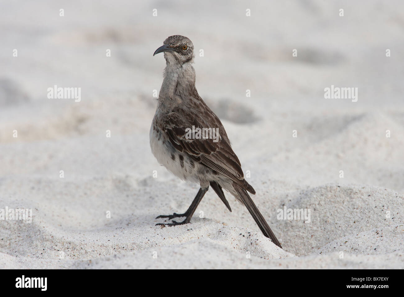 Española Mockingbird (Mimus macdonaldi), also known as the Hood ...
