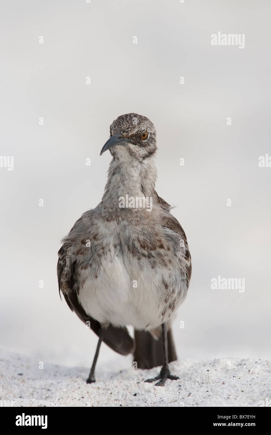 Española Mockingbird (Mimus macdonaldi), also known as the Hood ...