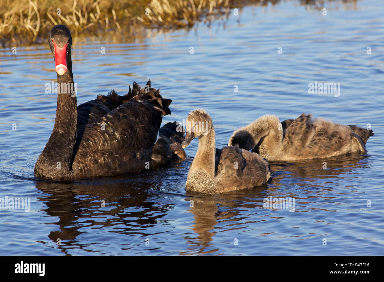 Cygnet river south australia hi-res stock photography and images - Alamy