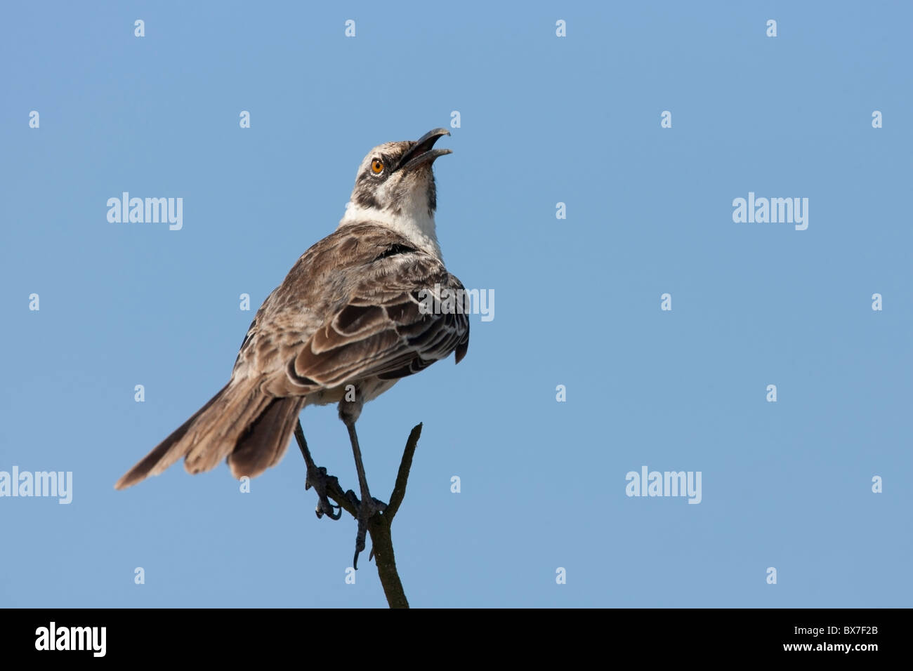 Española Mockingbird (Mimus macdonaldi), also known as the Hood ...