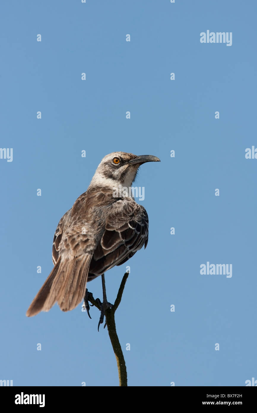 Española Mockingbird (Mimus macdonaldi), also known as the Hood ...