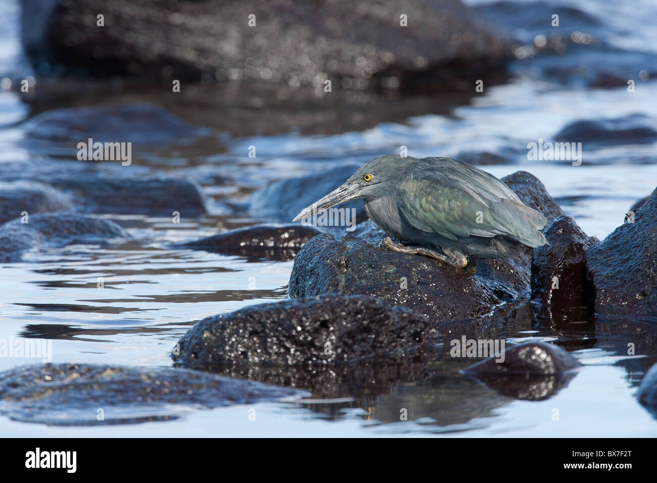 Striated Heron (Butorides striata sundevalli), Galapagos subspecies ...