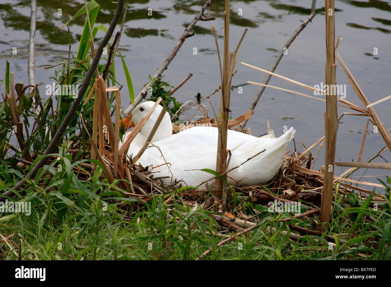 Domesticated duck nest hi-res stock photography and images - Alamy