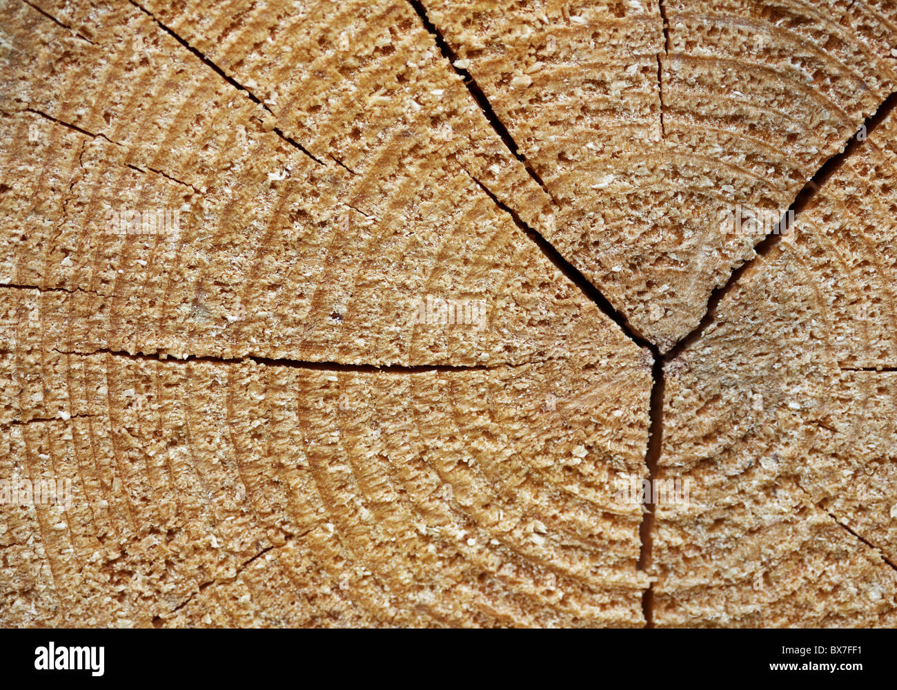 Old rough tree stump - natural wooden background Stock Photo - Alamy