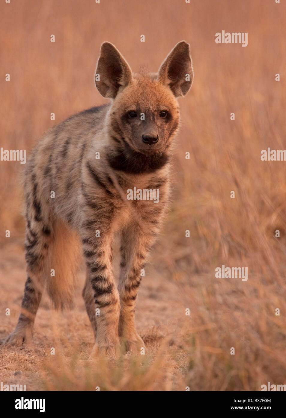 Striped Hyena - Photographed at Velavadar National Park (Gujarat, India ...
