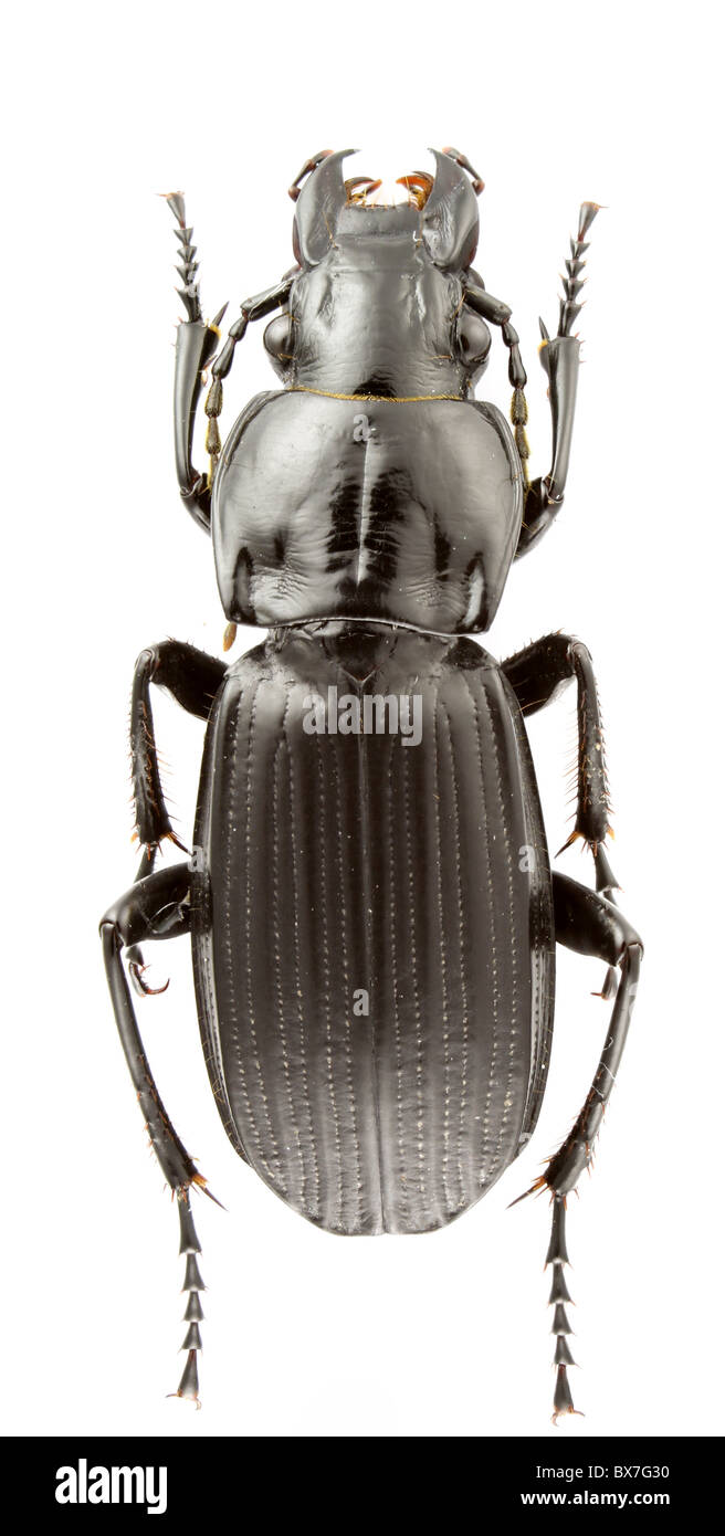 Carabid beetle hi-res stock photography and images - Alamy
