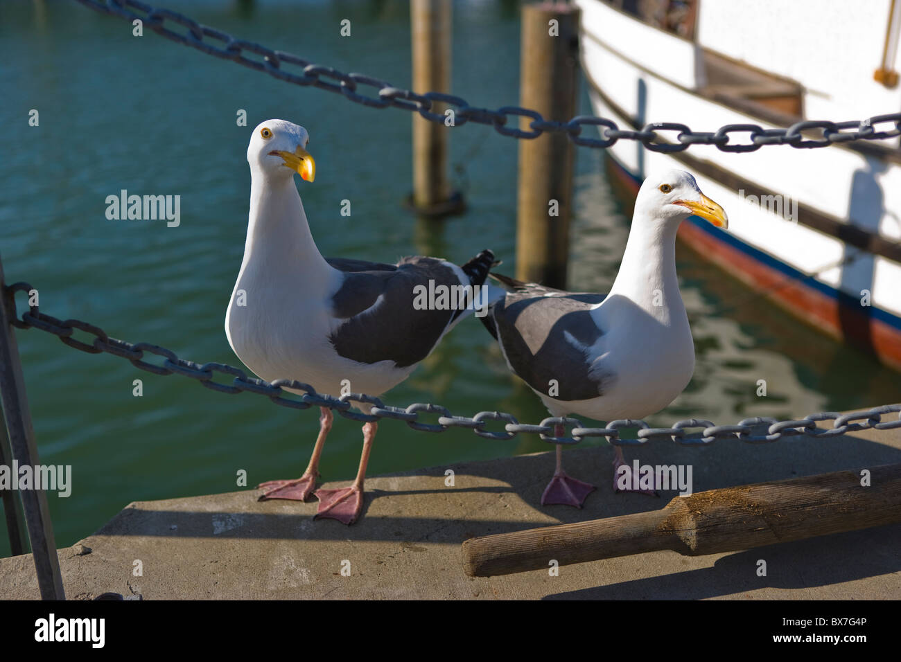 Sea gull at pier, Fisherman's Wharf, San Francisco, California Stock ...